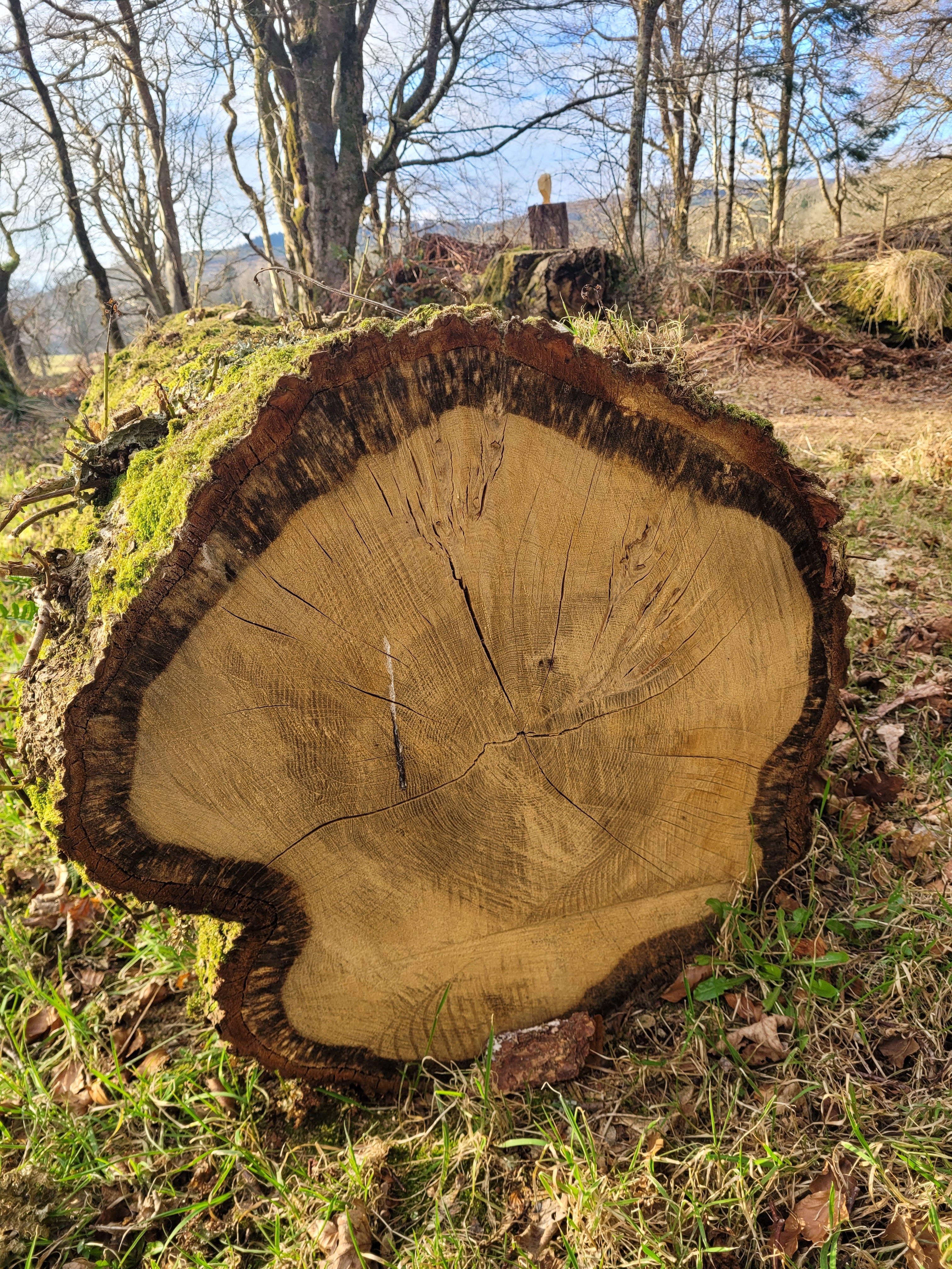 Hardwoods – Savary Timber